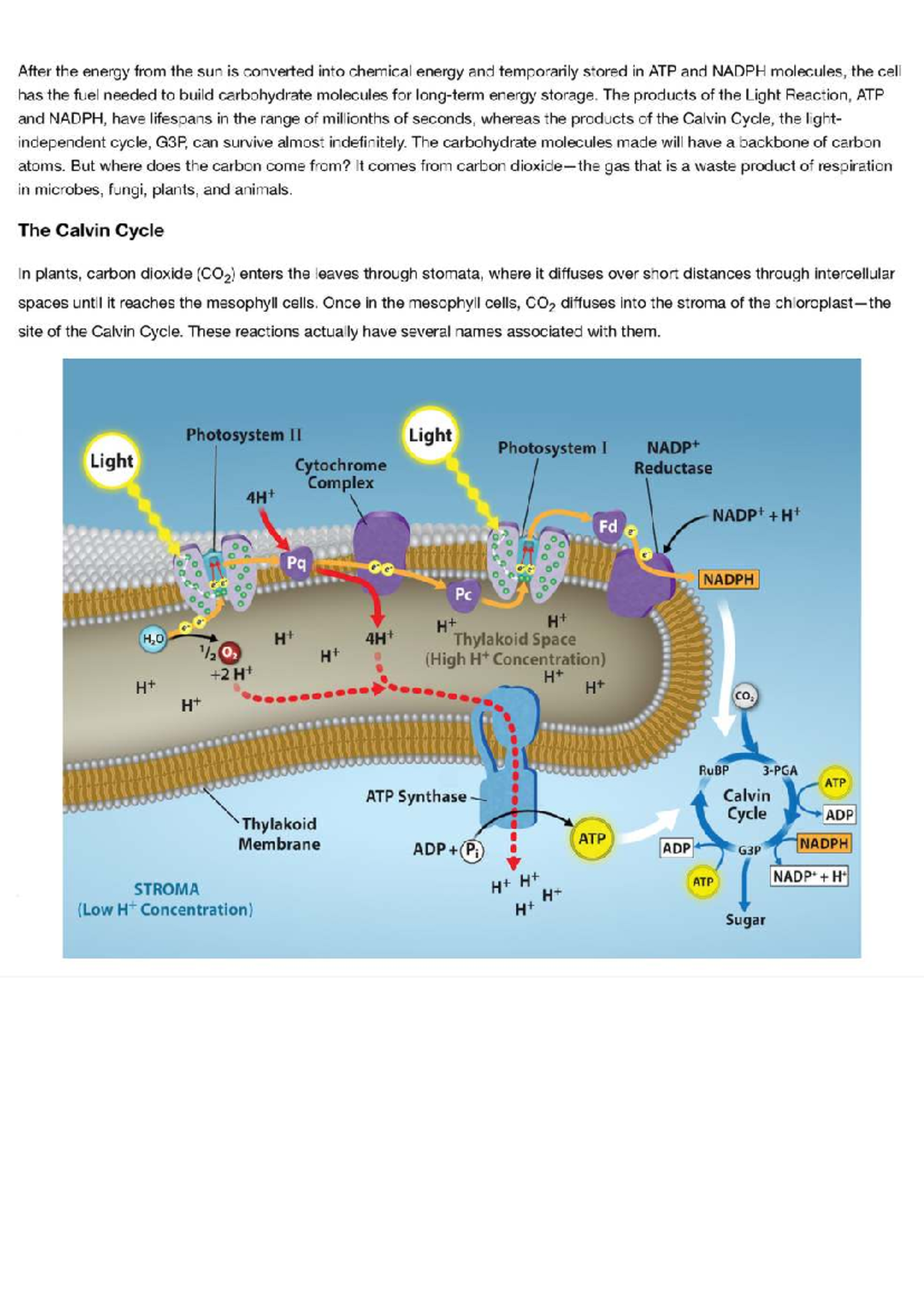 Final Project: Overview of Photosynthesis & the Calvin Cycle - Studocu