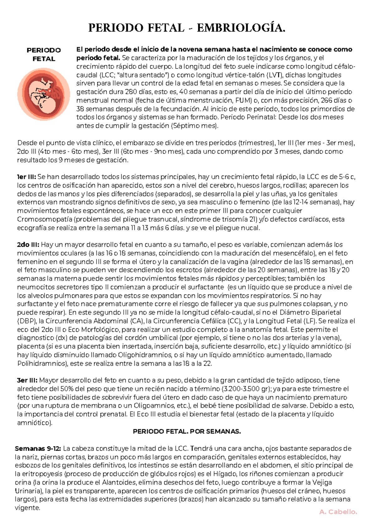 Espermatogénesis: Proceso y Fases de Meiosis en la Formación de ...