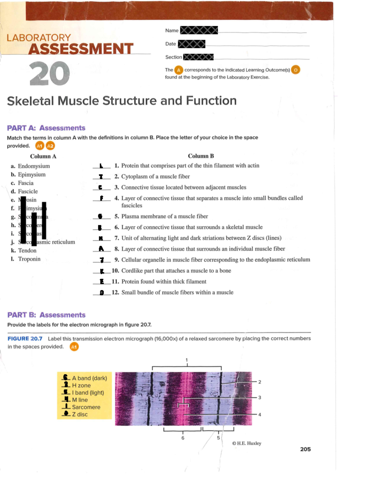 Lab Assessment 20-25: Muscle Groups and Functions Overview - Studocu