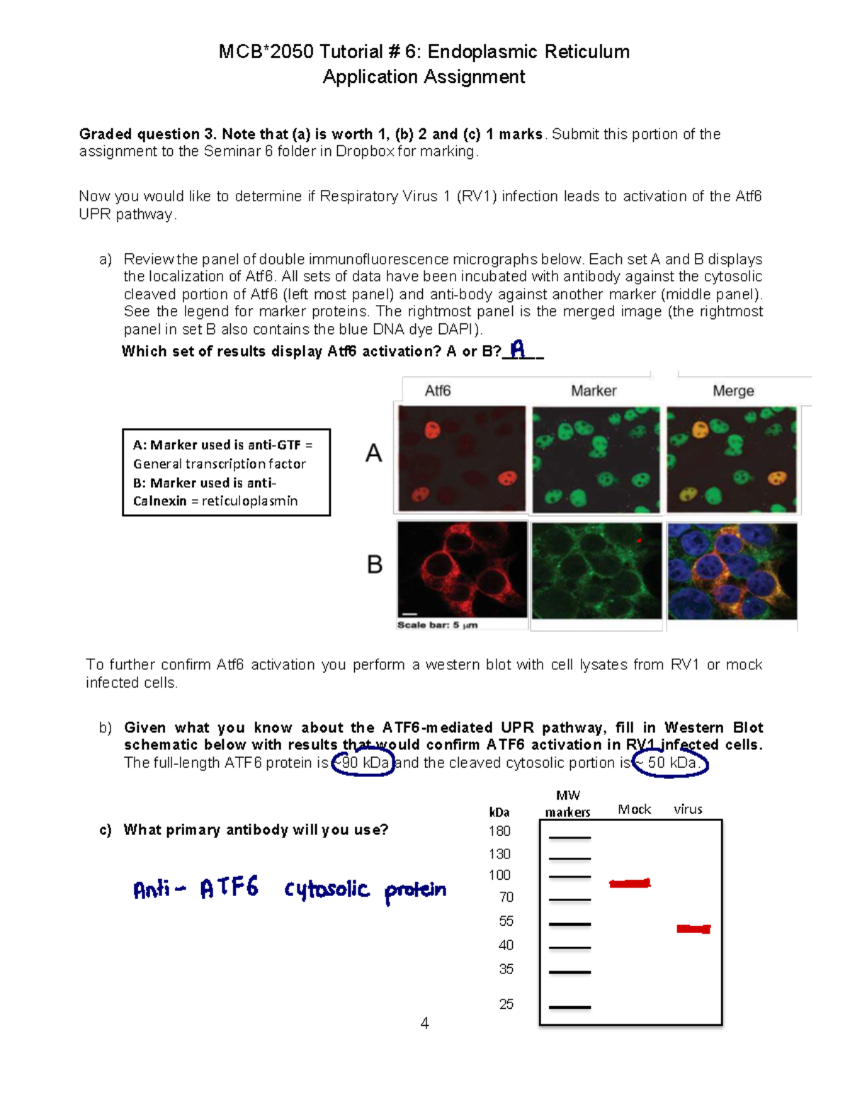 Seminar 6: Endoplasmic Reticulum UPR Pathway Analysis Assignment - Studocu