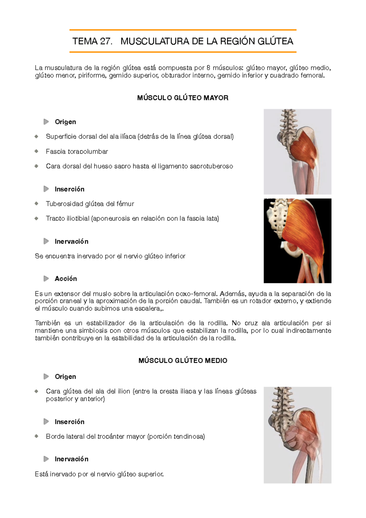 27 Musculatura de la Región Glútea: Anatomía y Funciones - Studocu