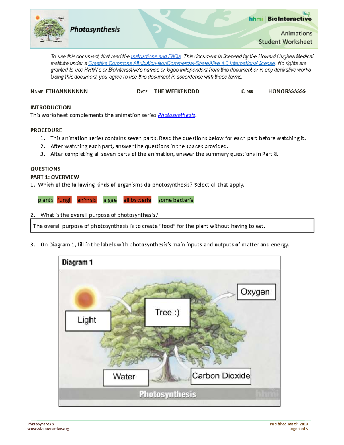 005 Photosynthesis Interactive Worksheet: Understanding the Process ...