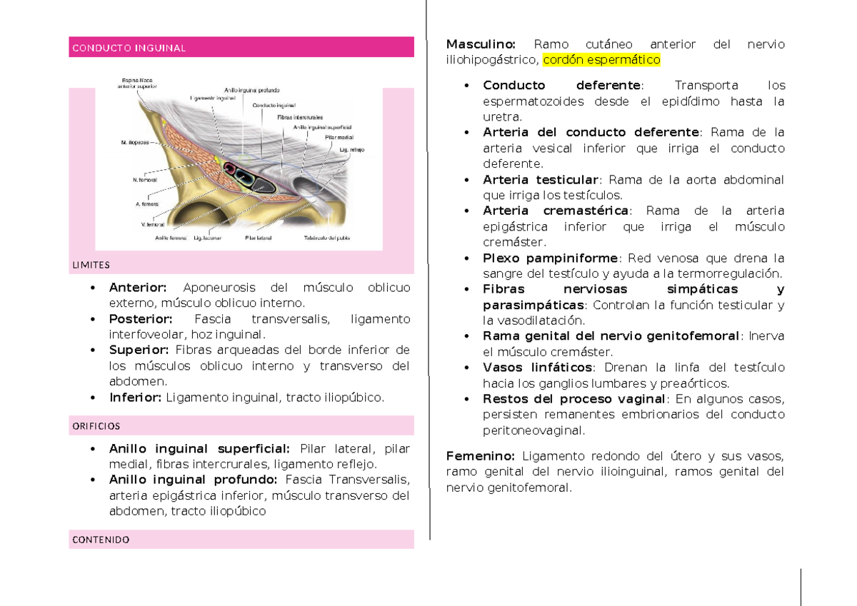 Apuntes Anatomía - CONDUCTO INGUINAL LIMITES Anterior: Aponeurosis del ...