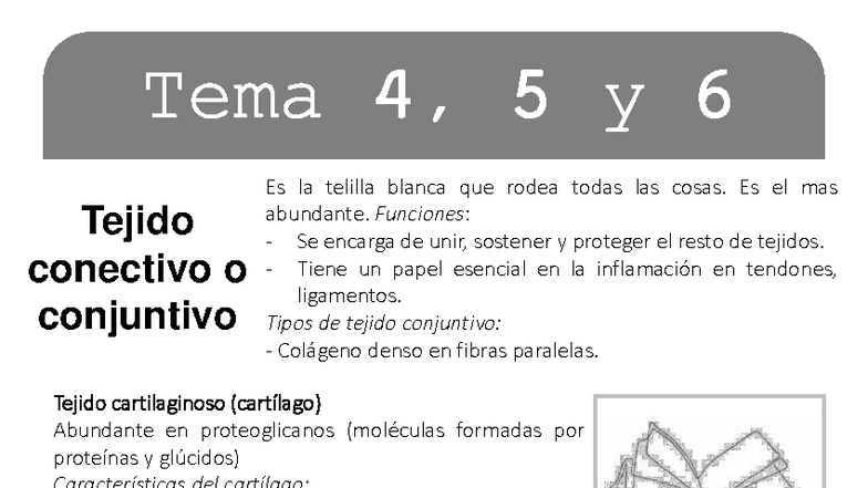 Anatomia tema 4 y 5 - Es la telilla blanca que rodea todas las cosas ...