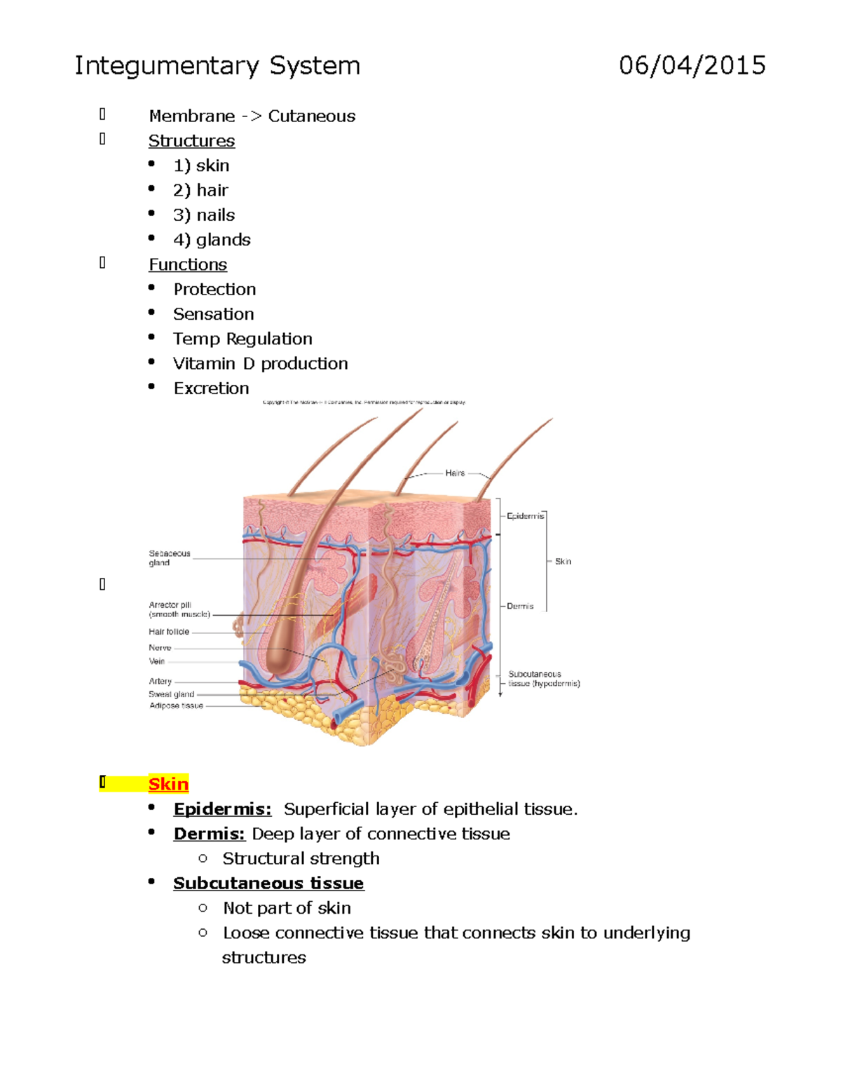Integumentary System Overview: Key Structures and Functions - Studocu
