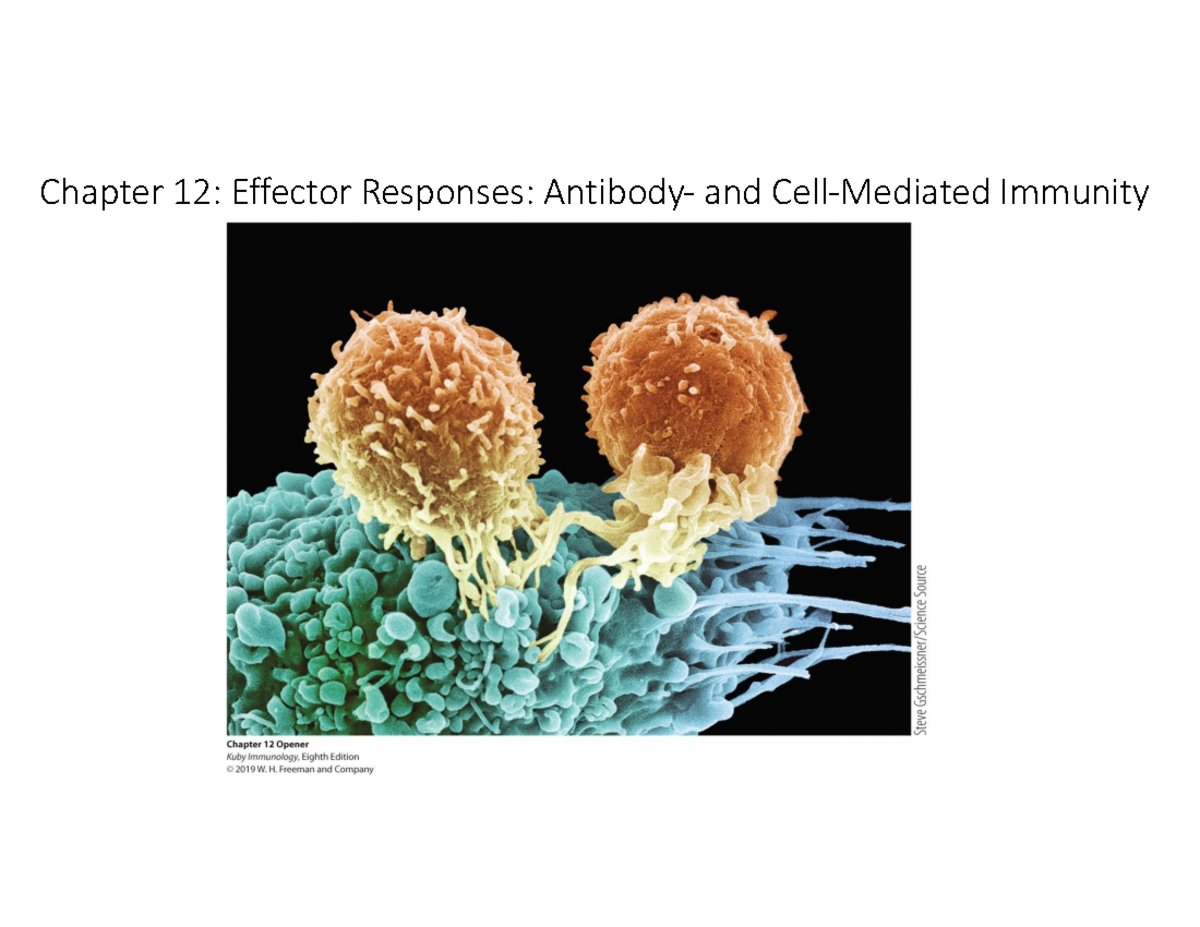 BIOL 503 Lecture: Chapter 12 - Effector Responses & Immunity Insights ...