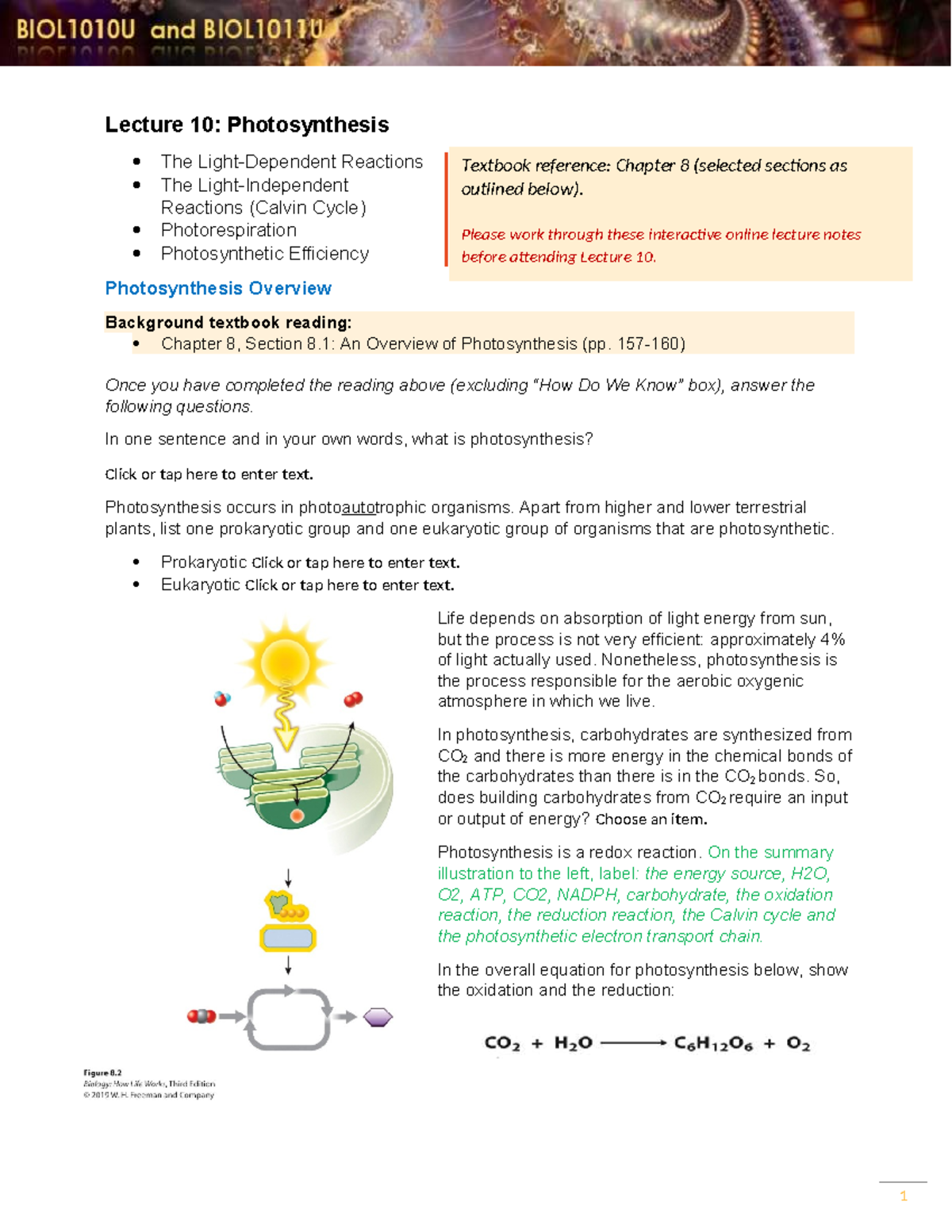 L10: Photosynthesis Interactive Notes - Calvin Cycle & Efficiency - Studocu