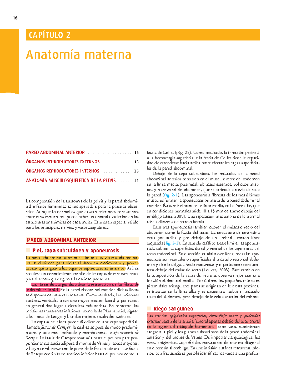 16 Anatomía Materna: Pared Abdominal y Órganos Reproductores - Studocu
