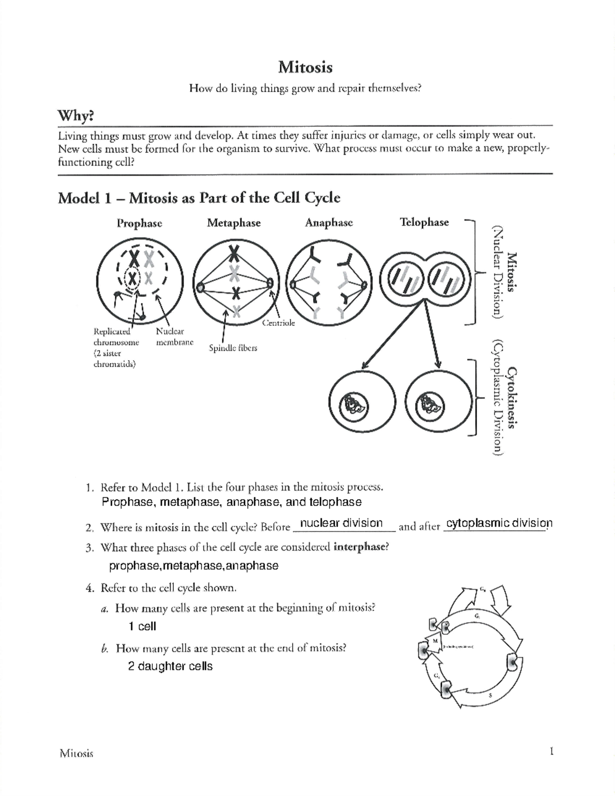 Mitosis Pogili Study Guide: Key Stages and Processes Explained - Studocu