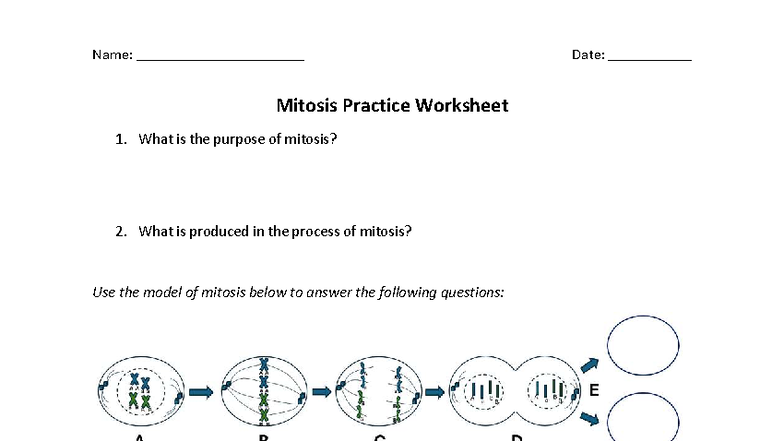 Mitosis Practice Worksheet: Understanding Cell Division - Studocu