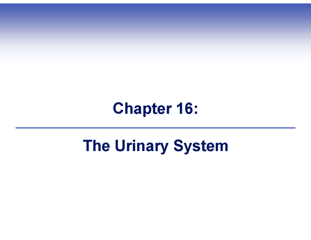 Chapter 16 Urinary System Powerpoint - Chapter 16: The Urinary System Functions of the Urinary ...