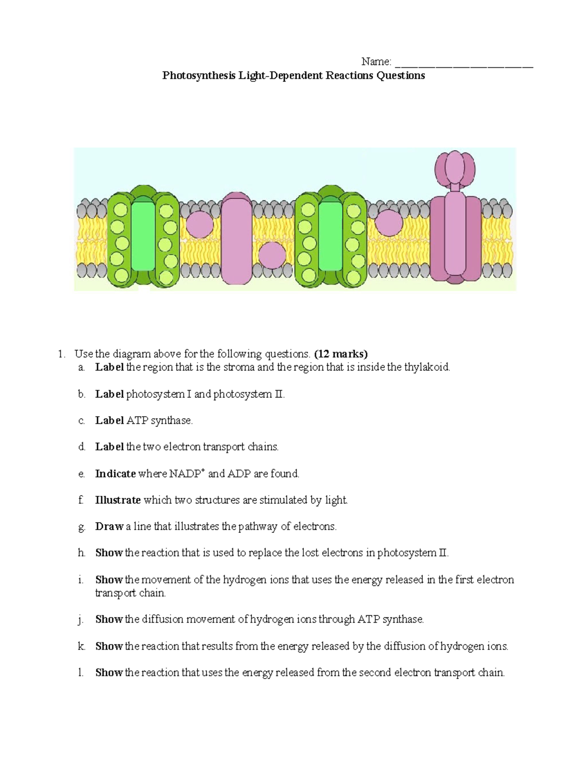 Photosynthesis Reactions Review Questions (BIO 101) - Studocu