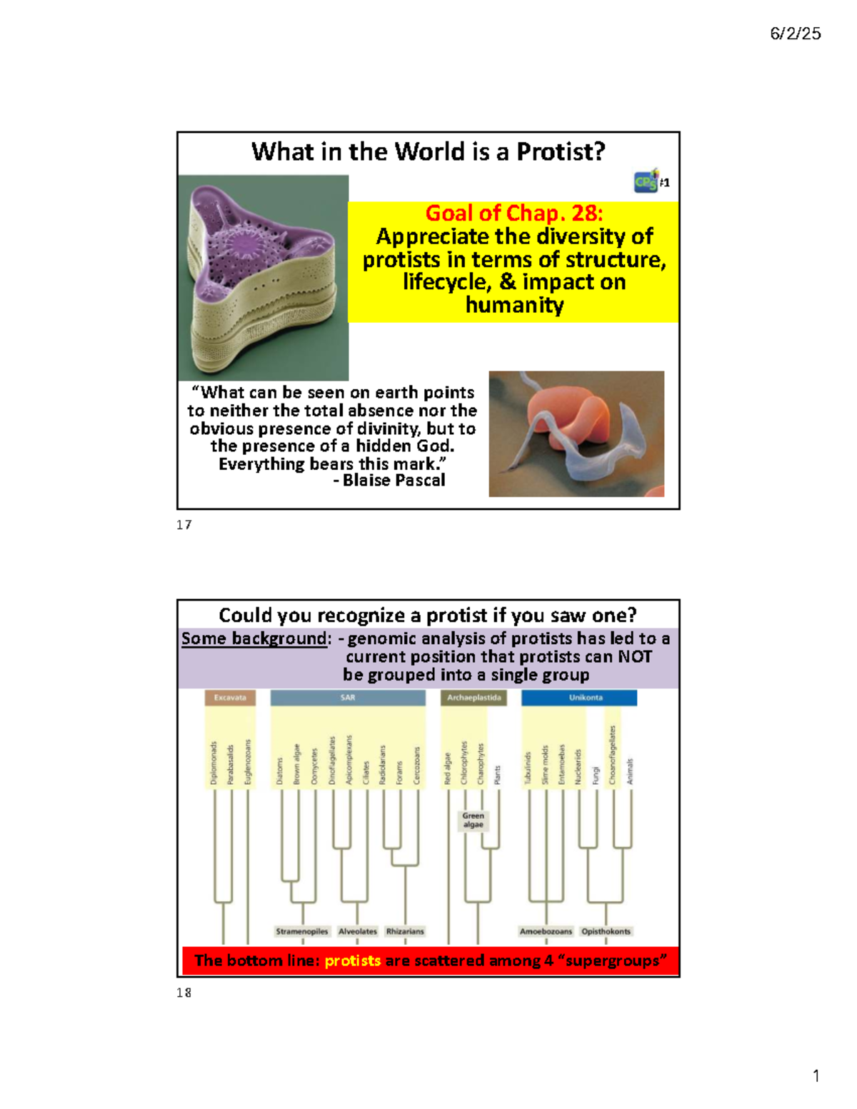 Chapter 28: Understanding Protists and Their Diversity - Studocu
