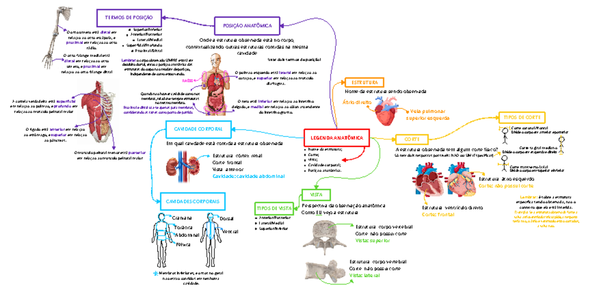 Anatomical Structures: Position, Cuts and Views in Anatomy (Course Code ...