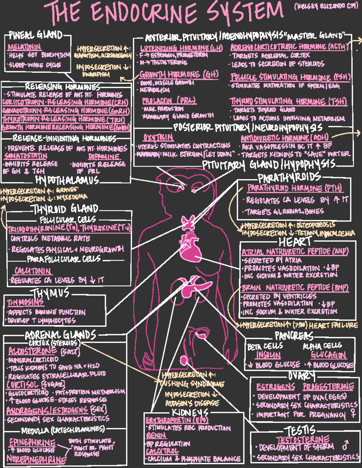 NUR 201 Endocrine System Cheat Sheet for Nursing Studies - Studocu