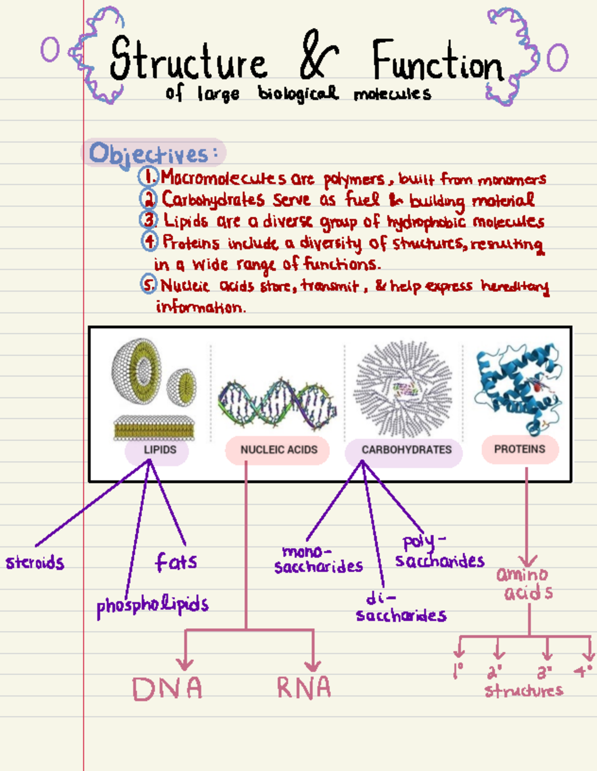 Chapter 5 Structure And Function Of Large Biomolecules 3 - ·Structure ...