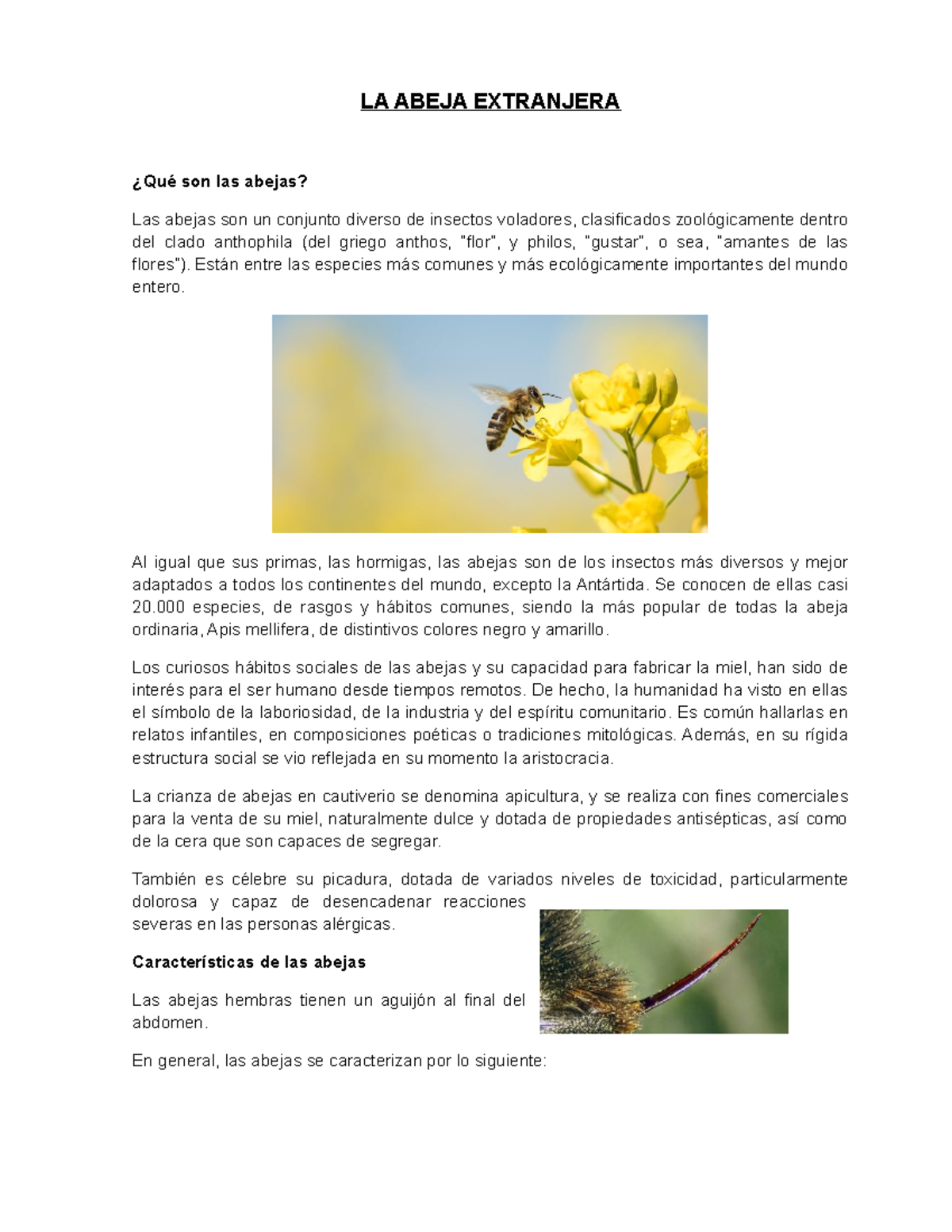 LA ABEJA EXTRANJERA: Importancia y Características de las Abejas - Studocu