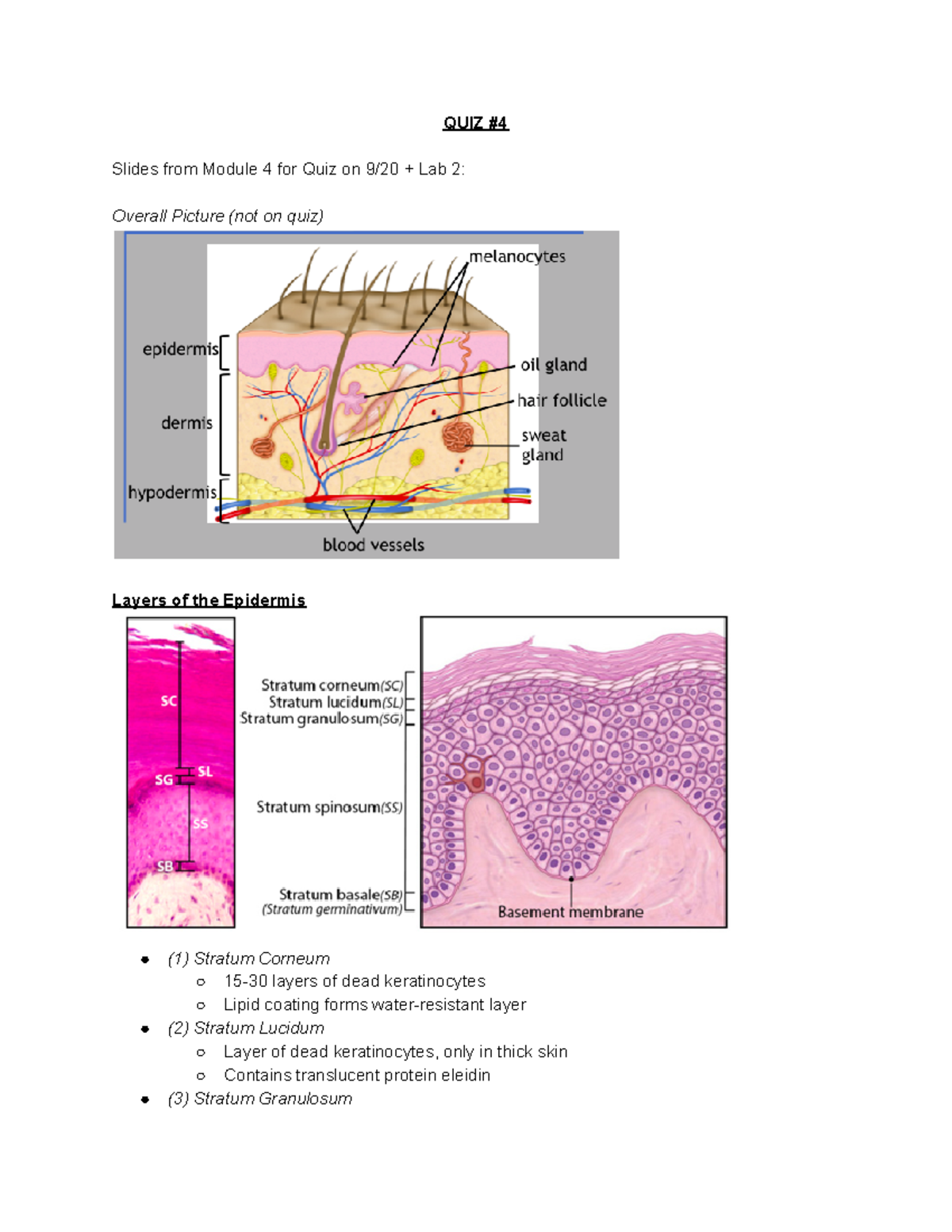 Quiz #4: Integumentary System Overview and Key Layers - Studocu