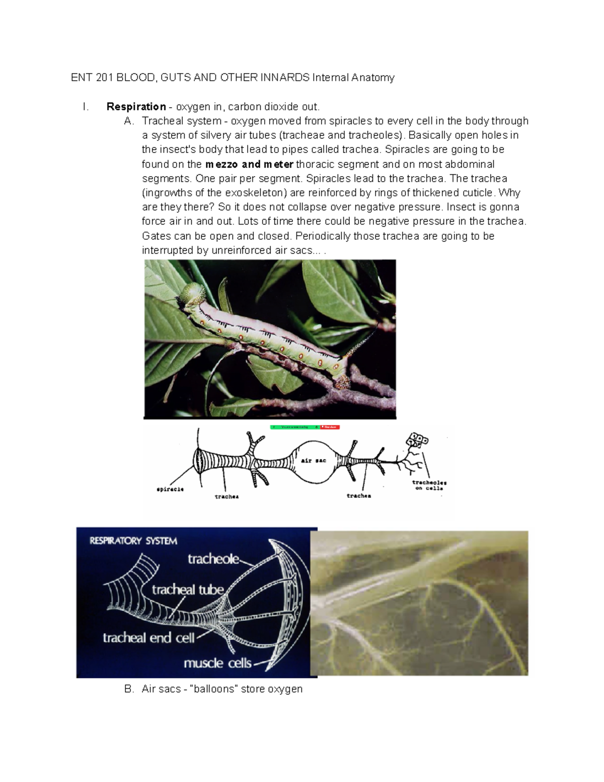 ENT 201 Final Exam Study Guide: Insect Internal Anatomy Insights - Studocu