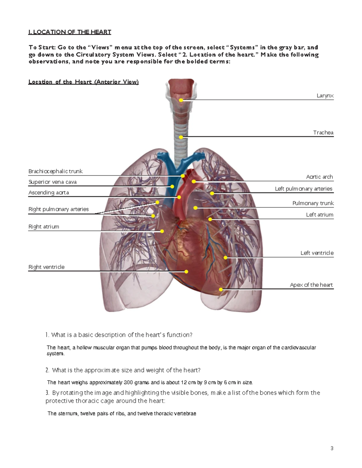 Heart - LAB - This lab activity is aligned with Visible Body’s Human ...
