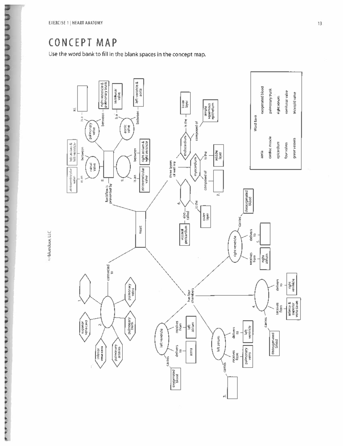 Cardiovascular System Concept Map Overview and Key Components - Studocu