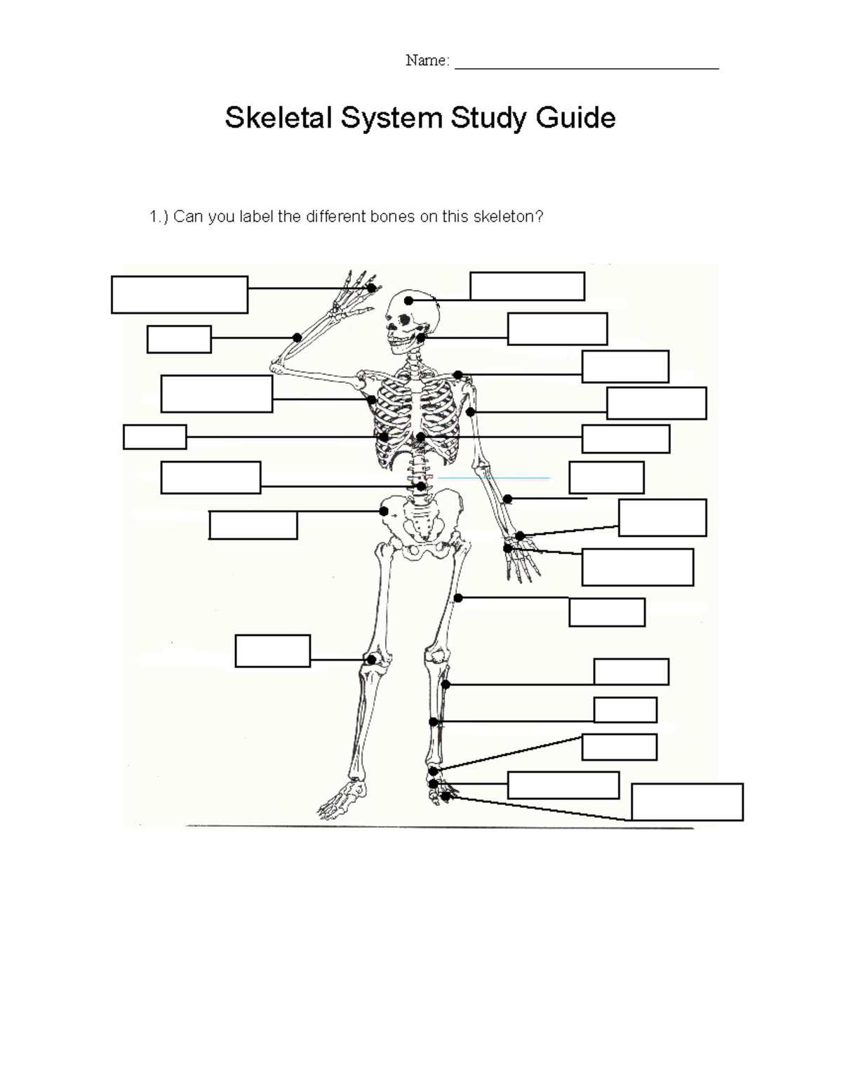 Skeletal System Review - Skeletal System Study Guide 1.) Can you label the different bones on ...