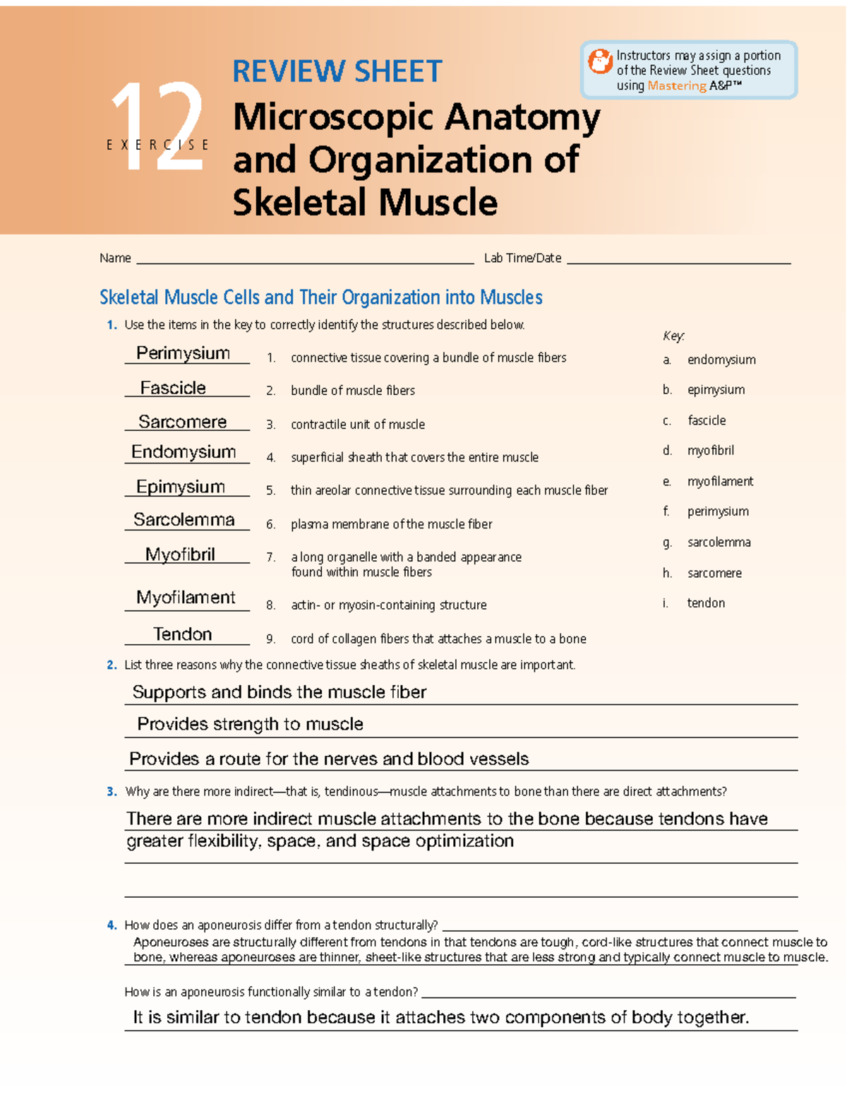 Anatomy Exercise 12: Review Sheet on Skeletal Muscle Organization - Studocu