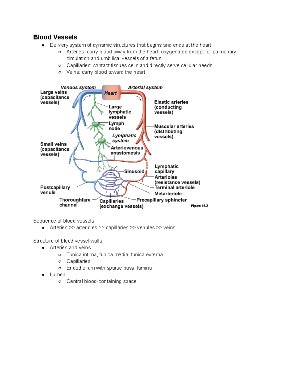 Anp Blood Vessels - Blood Vessels Delivery system of dynamic structures ...