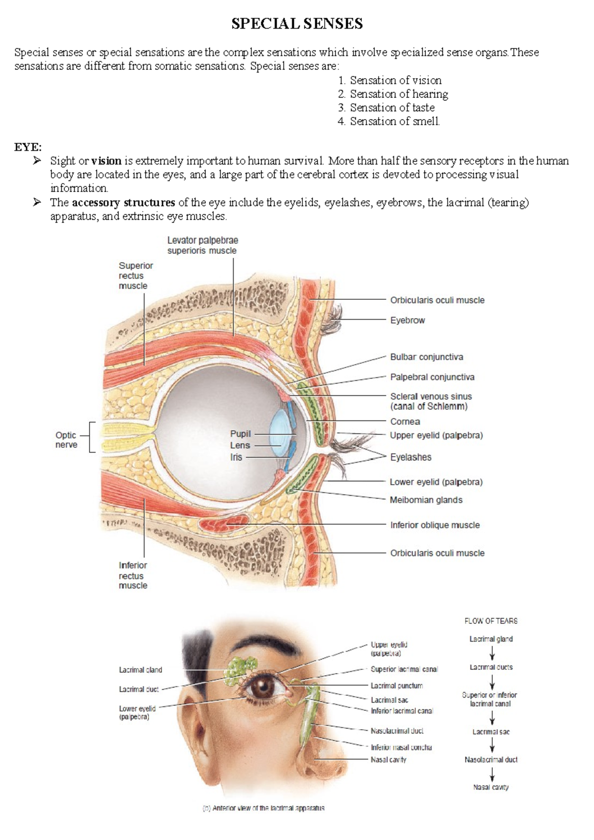 14. Special Senses - Lecture notes 1,2 - SPECIAL SENSES Special senses ...
