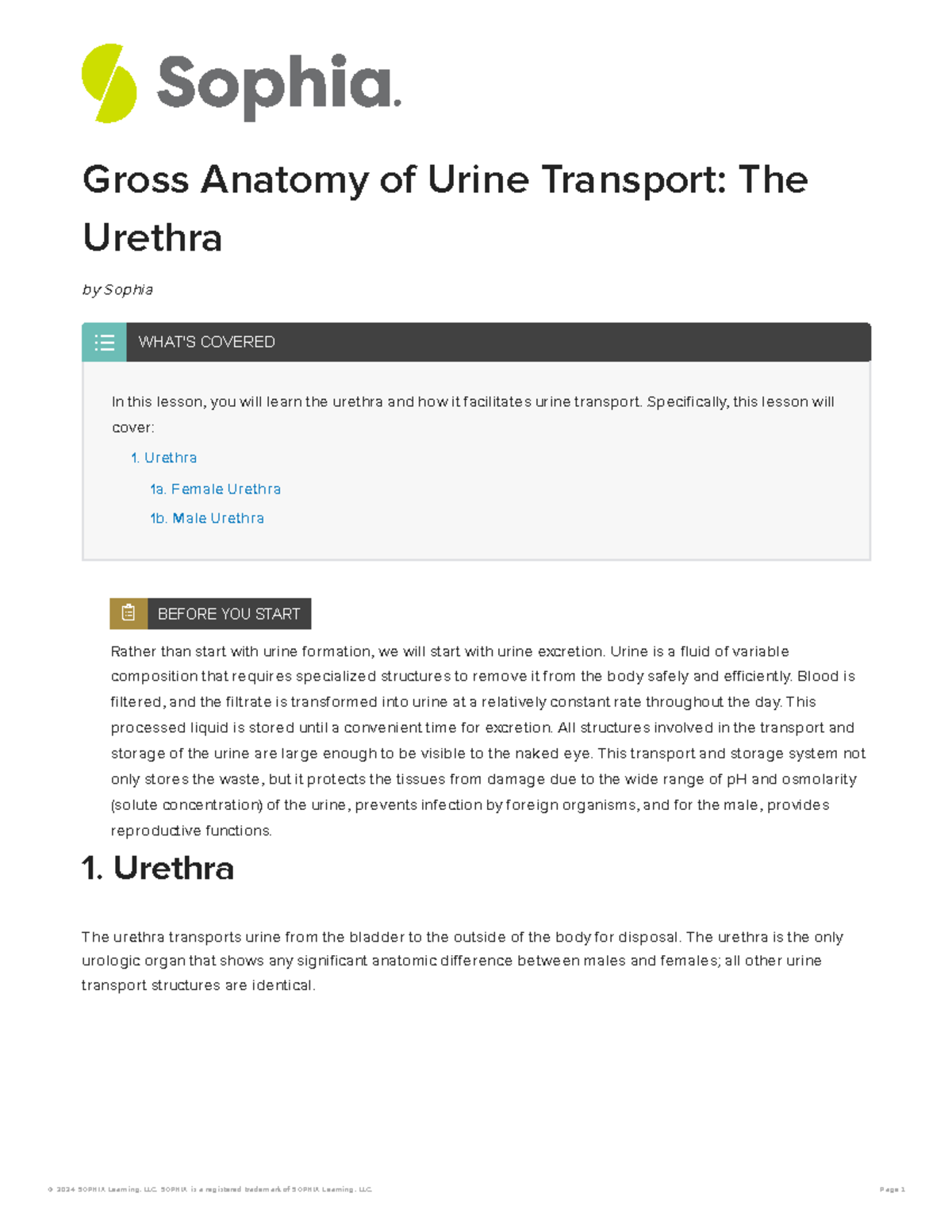 Gross Anatomy of Urine Transport: The Urethra Lesson - Studocu