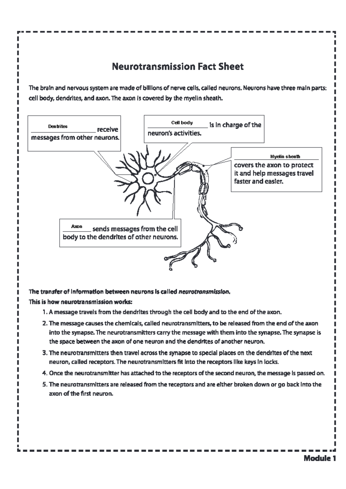 Neuron Worksheet - Neurotransmission Fact Sheet The brain and nervous ...