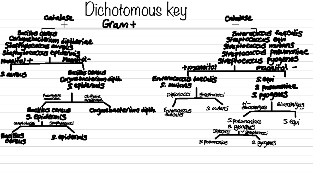 Dichotomous Key Overview for Biological Classification (BIOL 101) - Studocu