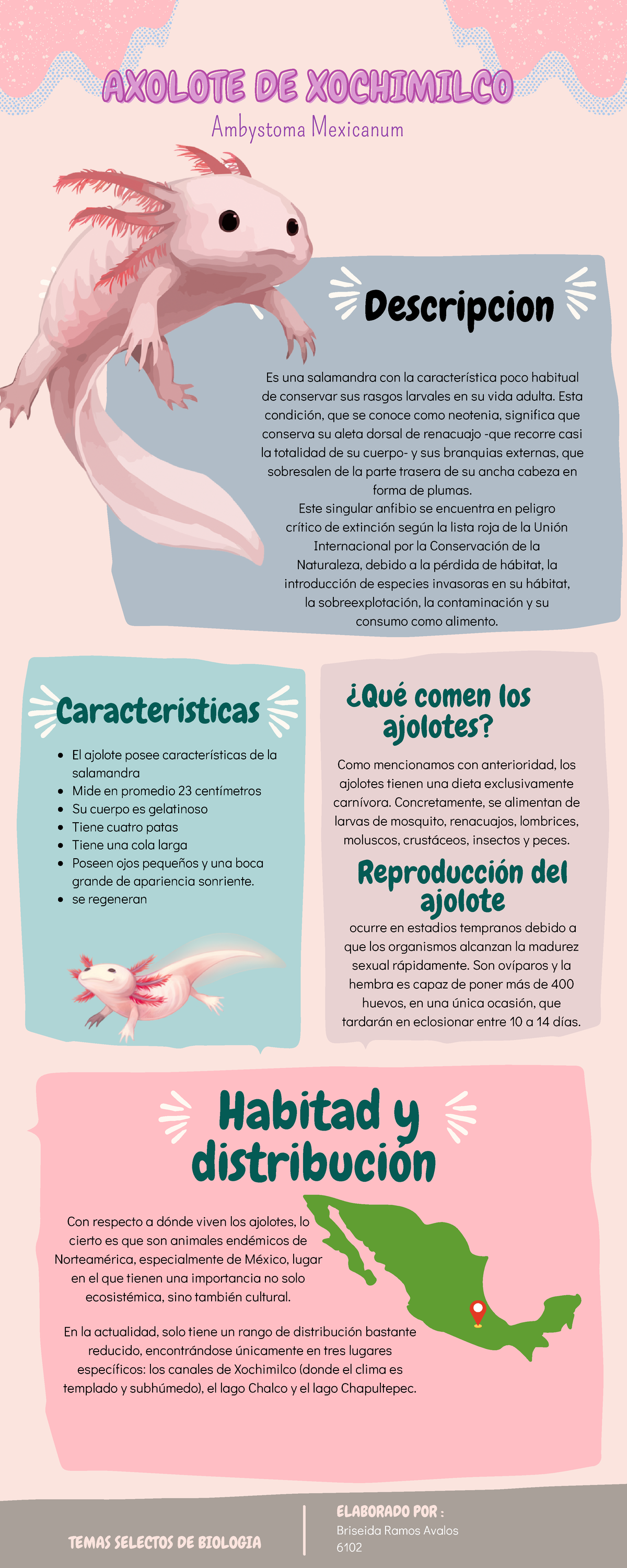 Axolote de Xochimilco - Habitad y distribución Caracteristicas ¿Qué ...