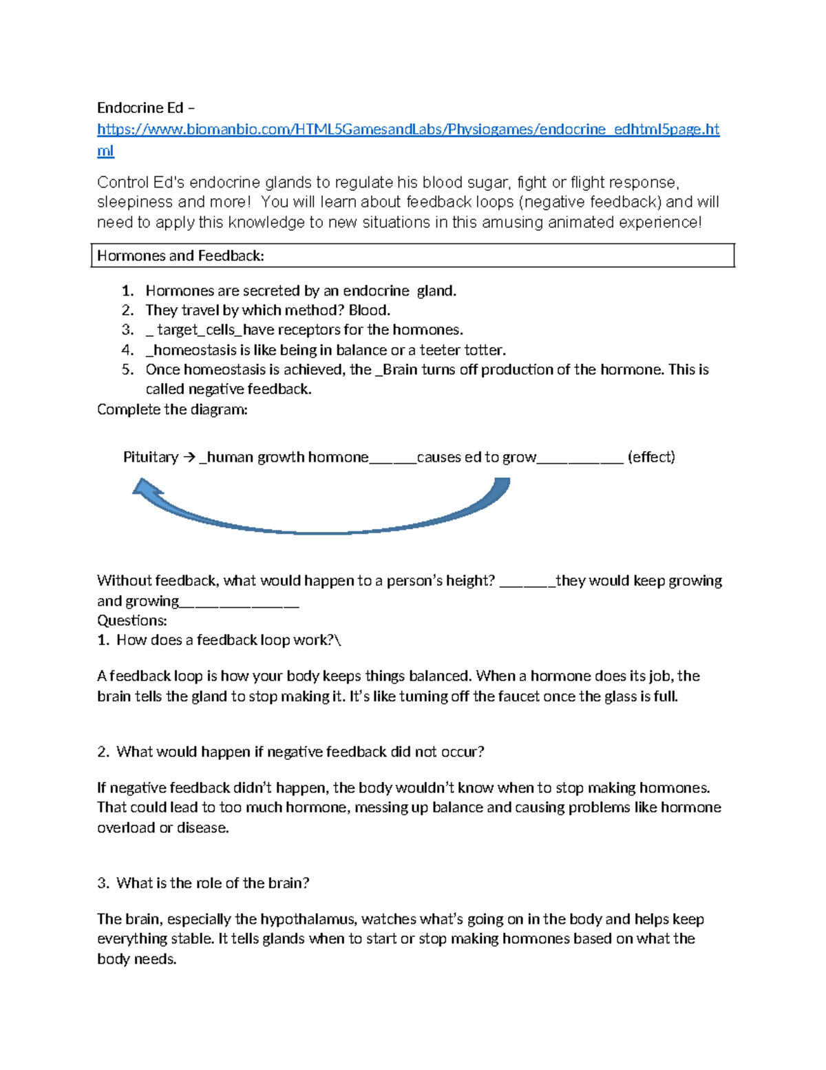 Endocrine Ed worksheet: Understanding hormones and feedback loops - Studocu