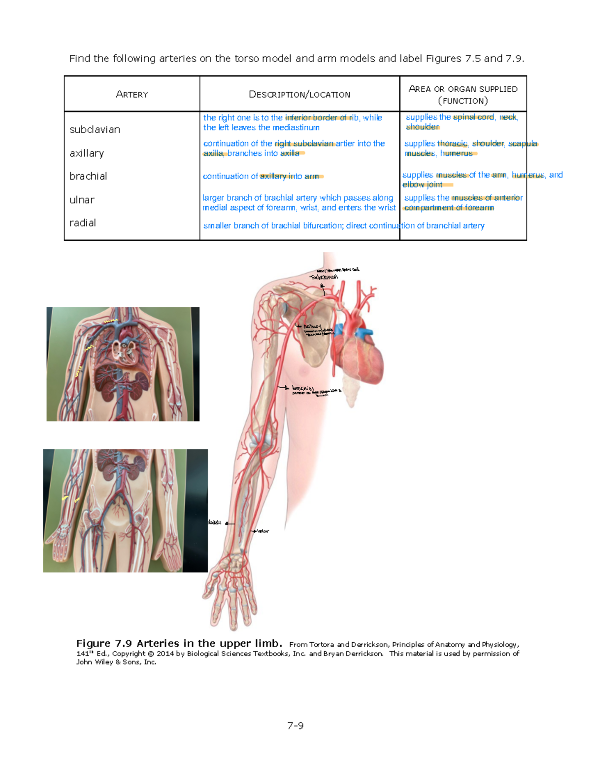 LAB 7 - CVS 3 - Arterial Anatomy and Labeling Answer Key - Studocu