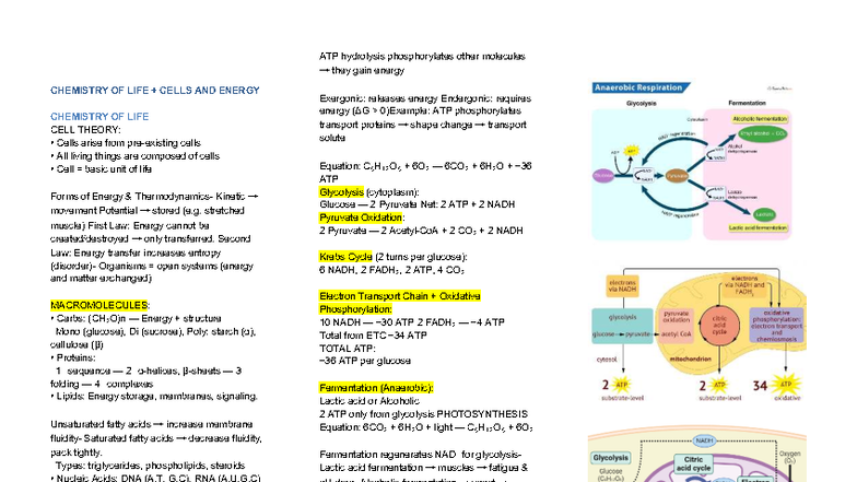 BIO10008 Cheat Sheet: Energy, Cells, and Metabolism Overview - Studocu