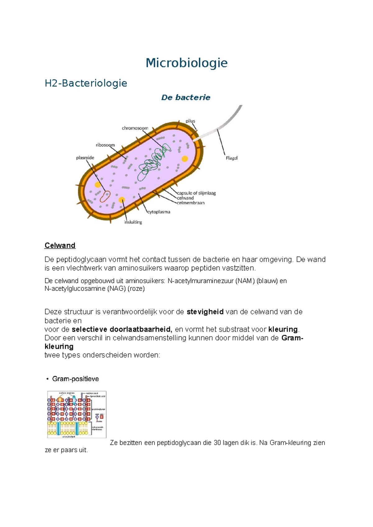 Samenvatting Microbiologie: Celwand, DNA en Toxines van Bacteriën - Studocu