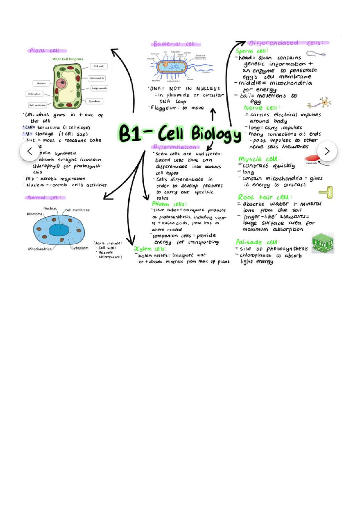 GCSE Biology Study Notes: Cell Structure & Function (B1) - Studocu