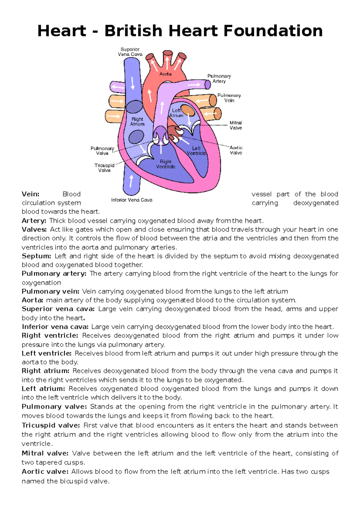 Heart Structure - Lab Exercises for Anatomy & Physiology (38) - Studocu