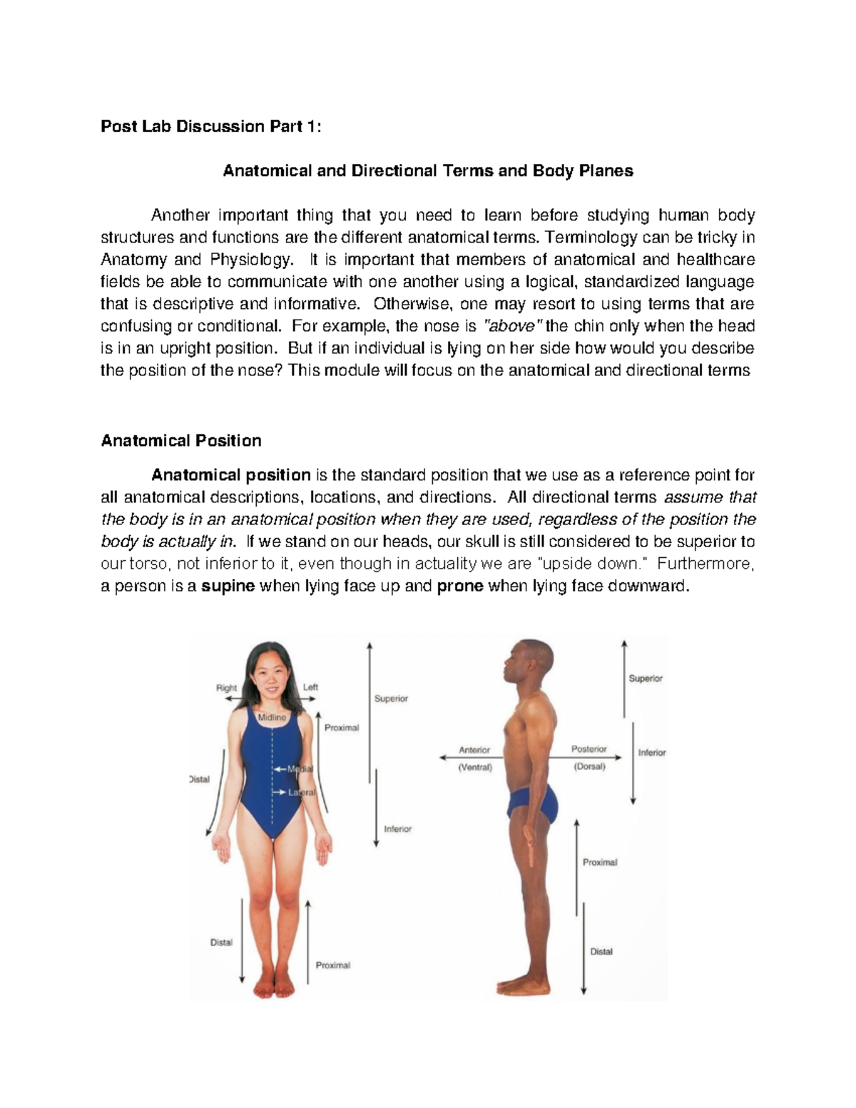 Anaphy Lab Mod 1: Anatomical & Directional Terms and Body Planes ...