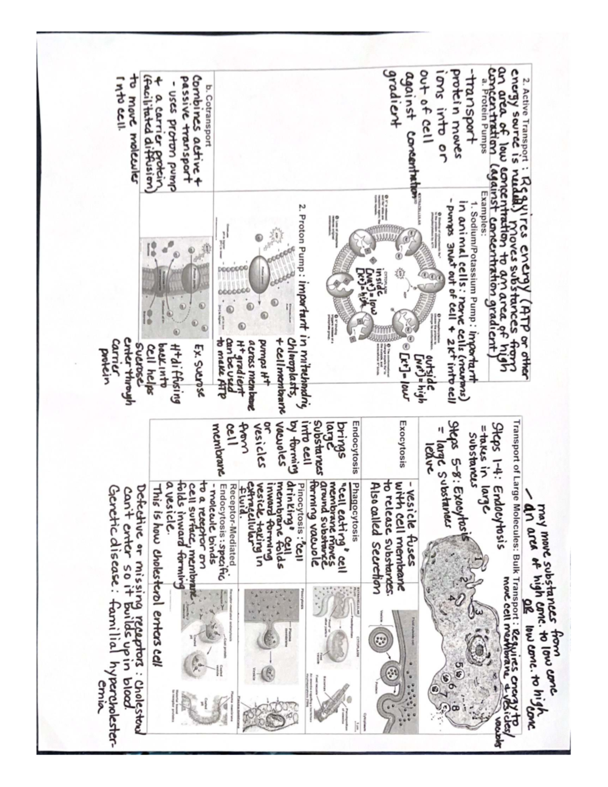Active Transport Notes (Biology 101) - Key Concepts and Mechanisms ...
