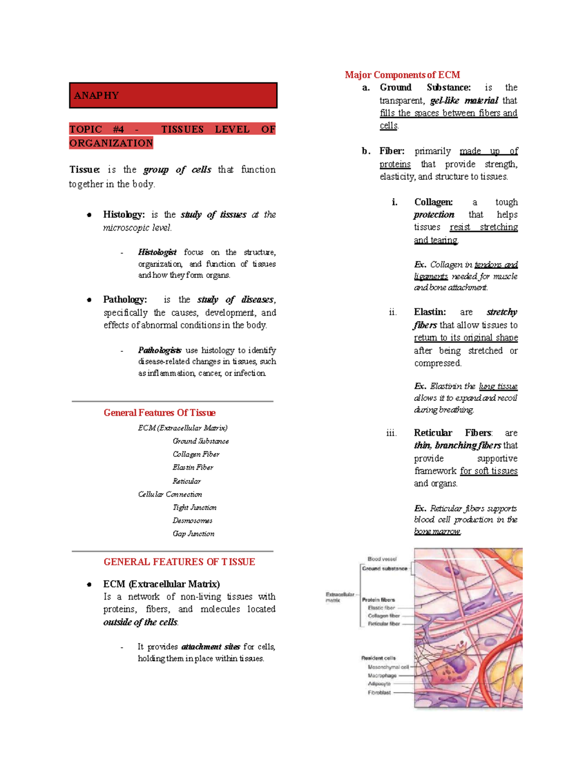 ANAPHY 101 - Tissues Level of Organization Overview - Studocu