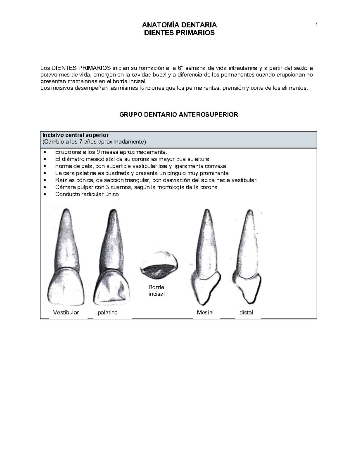 Anatomía Dentaria de los Dientes Primarios - Curso 2025 - Studocu