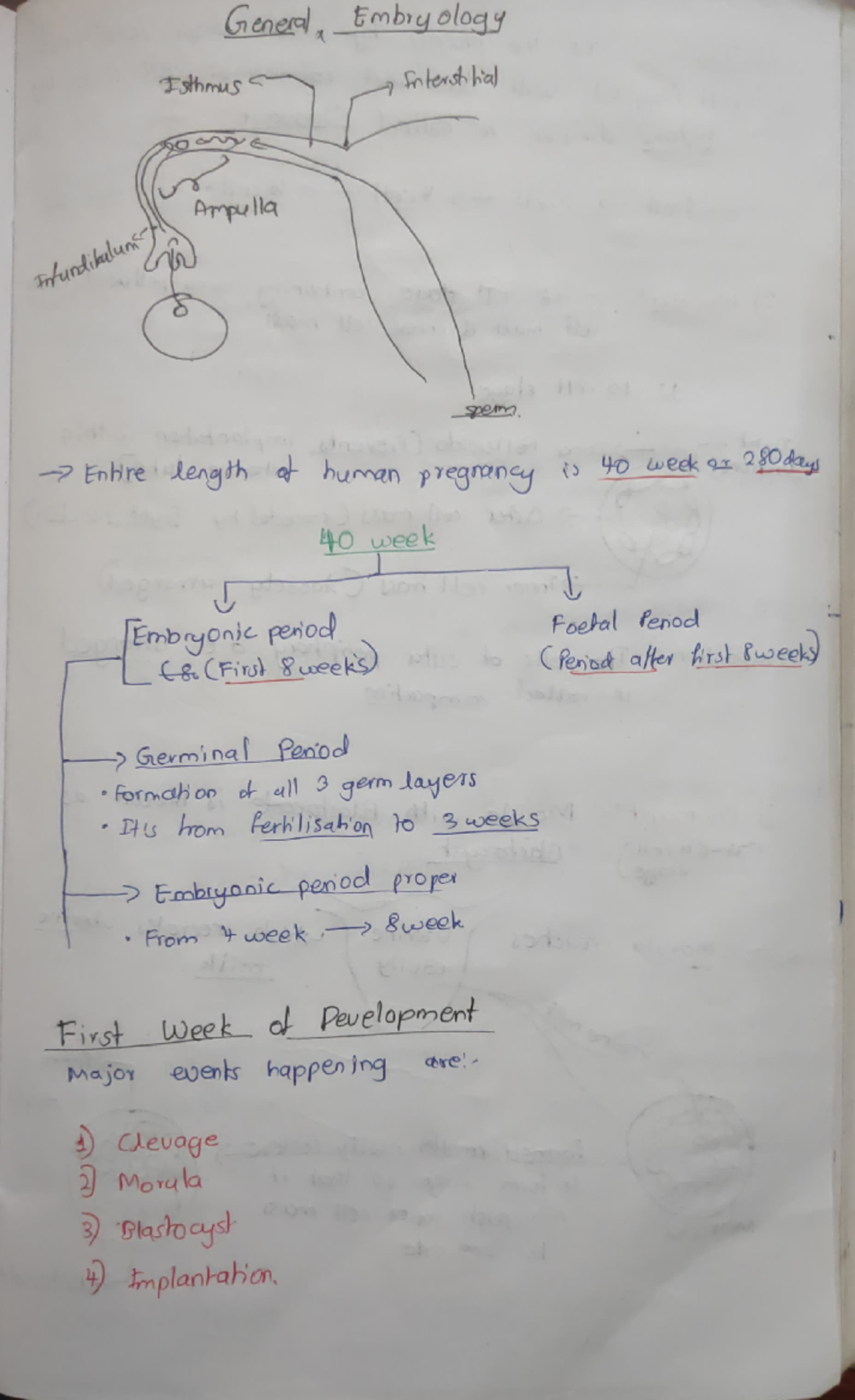 Embryology Lecture Notes (MBBS): Key Concepts & Development Stages ...