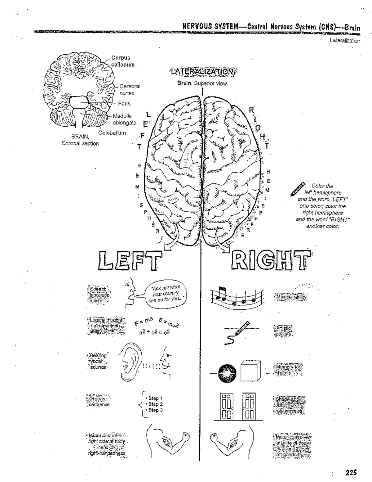 CNS - cns notes - NERVOUS Nervous System Lateralization Corpus callosum ...