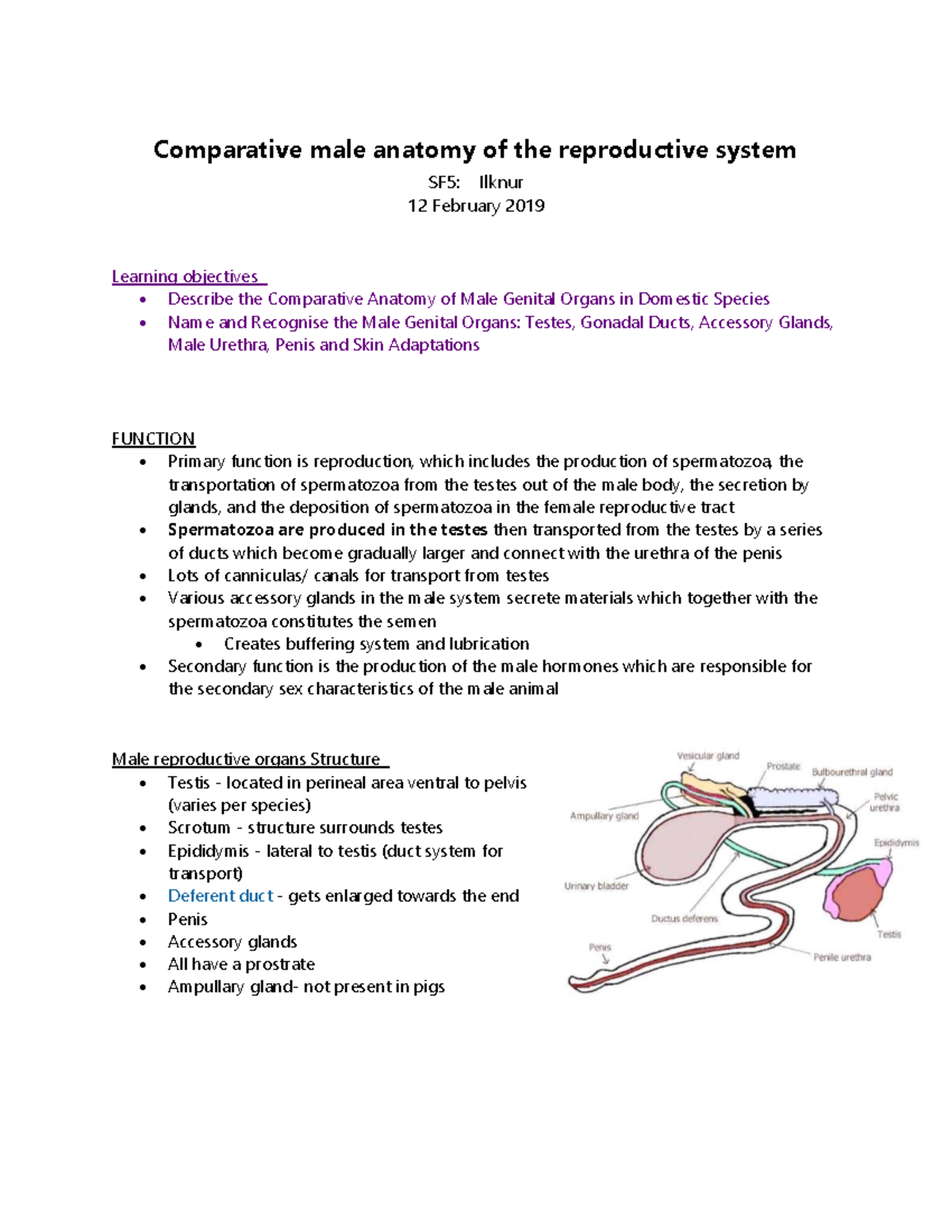 Comparative Male Anatomy of the Reproductive System (SF5) - Studocu