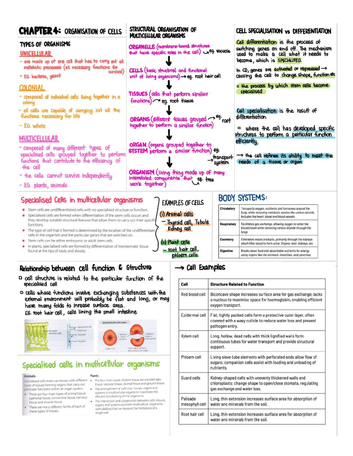 Module 2 Notes: Organisation of Living Things - Cell Structure ...