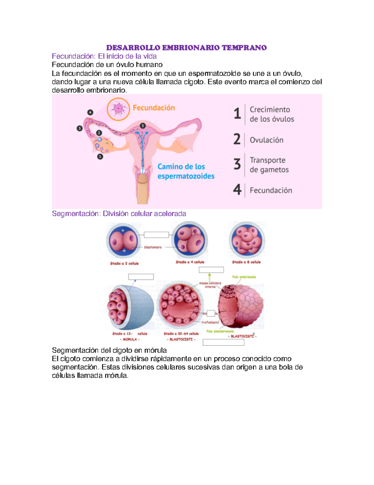 GUIA - GUIA EMBRIOLOGIA PRIMER SEMESTRE - DESARROLLO EMBRIONARIO ...