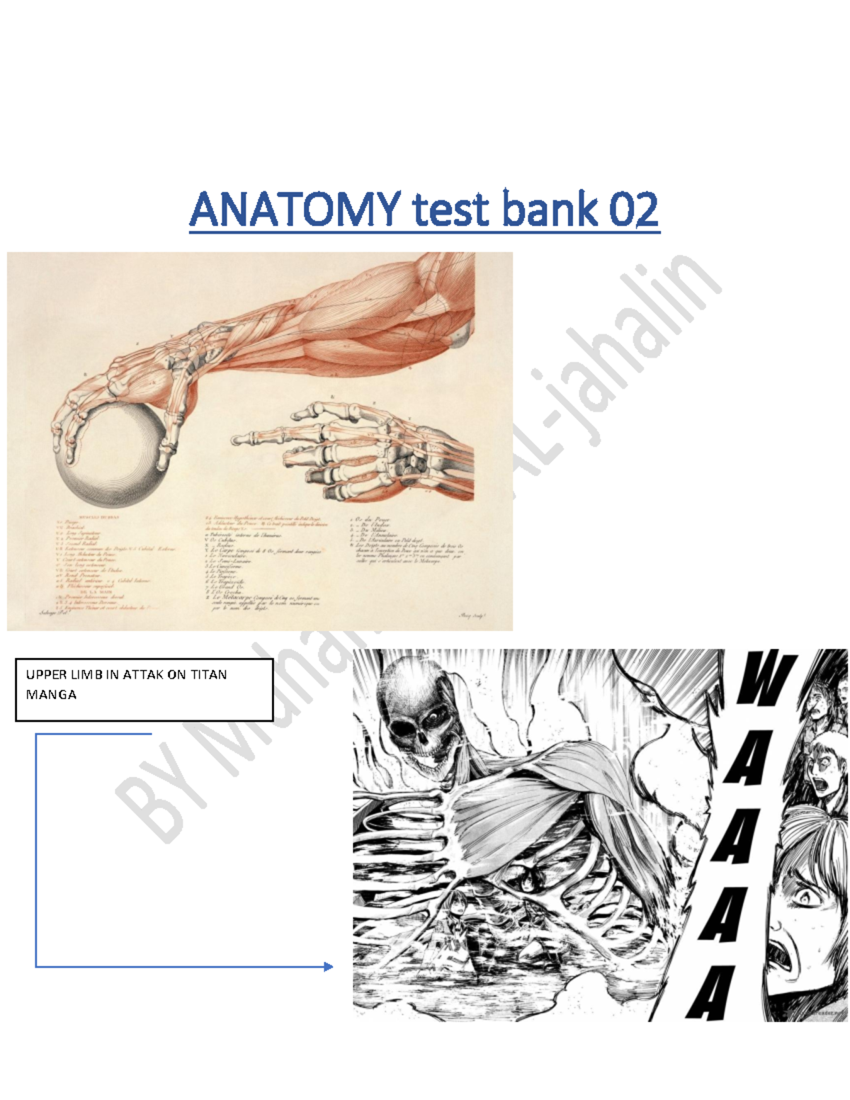 Anatomy Test Bank with Answers: Upper Limb Focused Questions PDF - Studocu