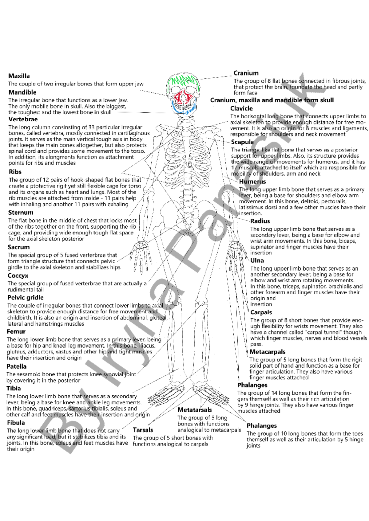 BTEC Level 3 Applied Science Unit 8 Musculoskeletal System Overview ...